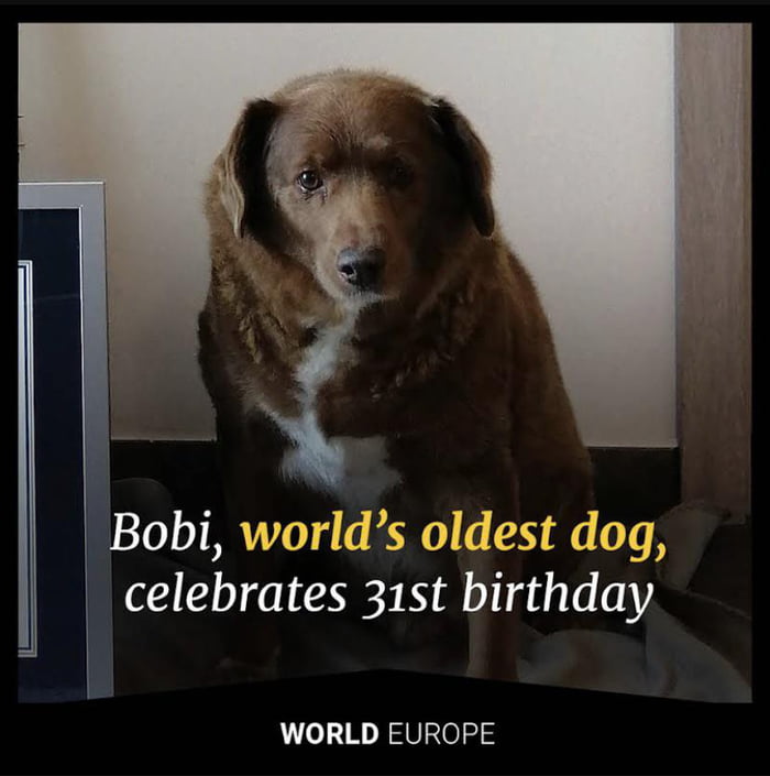 Bobi celebrates his 31 birthday - 9GAG
