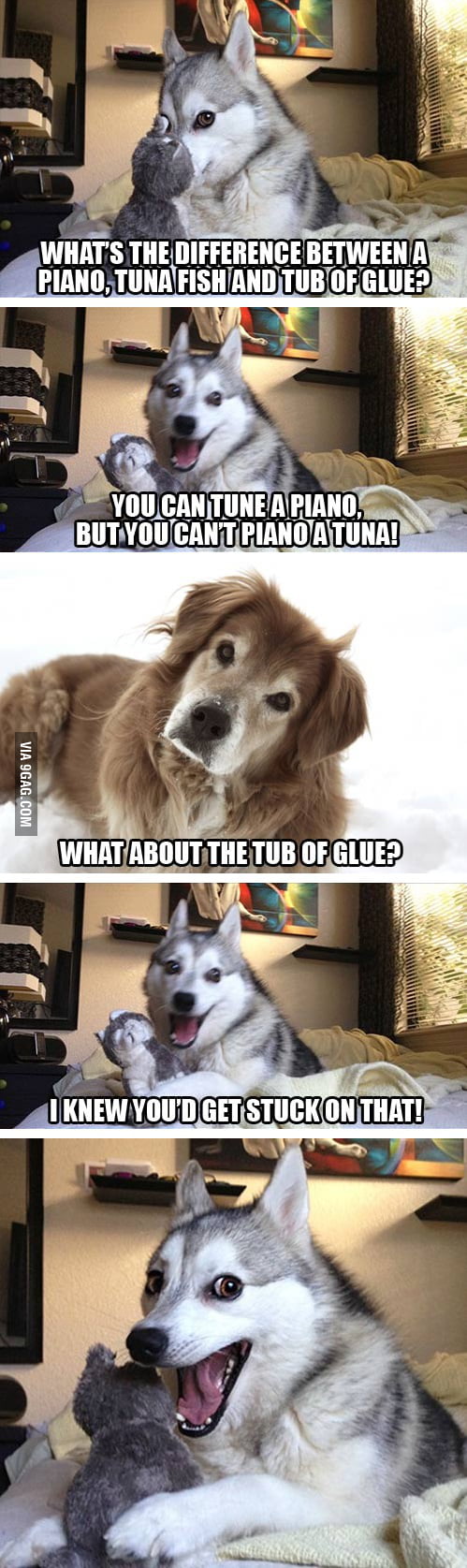 Pun Husky Strikes Again - 9GAG