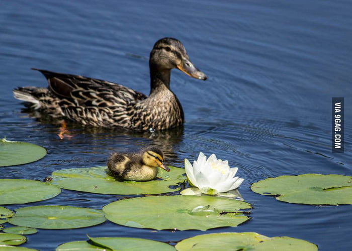 Just a baby duck riding on a water lily - 9GAG