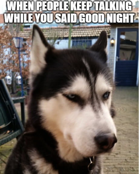 Good Night Puppy Meme