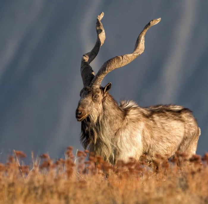 Markhor national animal of PAKISTAN King of Himalaya - Gilgit - 9GAG