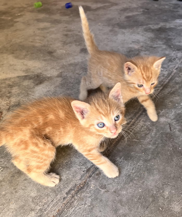 Name suggestions for twin ginger boys - 9GAG