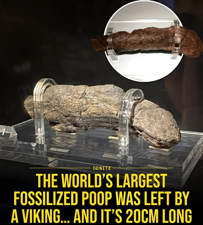 A Viking dropped the world's biggest known human poop, now a priceless ...