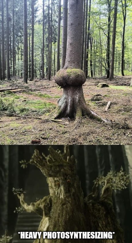 Best Funny wood Memes - 9GAG