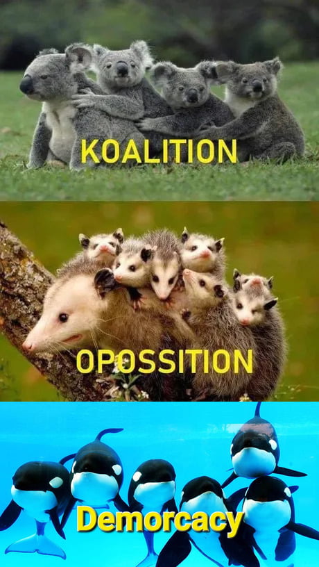 Best Funny orca Memes - 9GAG