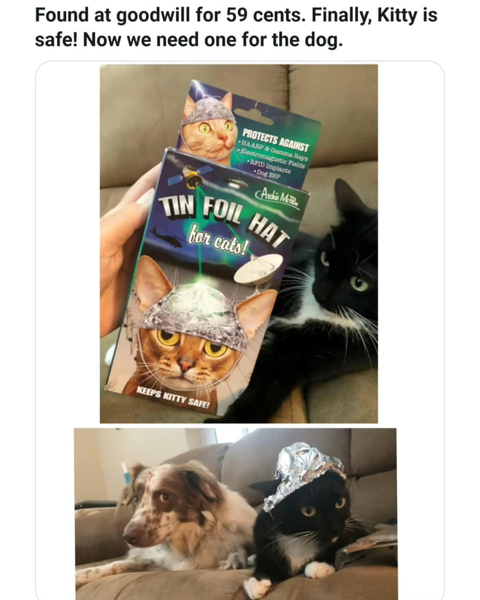 When your cat's secrets are too spicy for alien ears - 9GAG