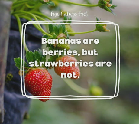 Best Funny berry facts Memes - 9GAG