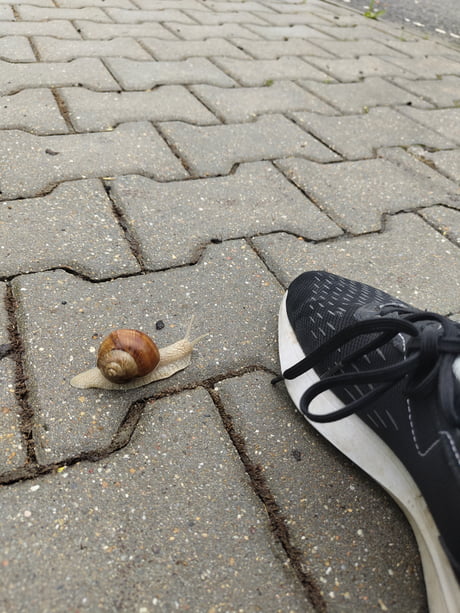 Best Funny snail Memes - 9GAG