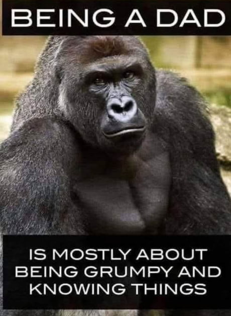 Best Funny gorilla Memes - 9GAG