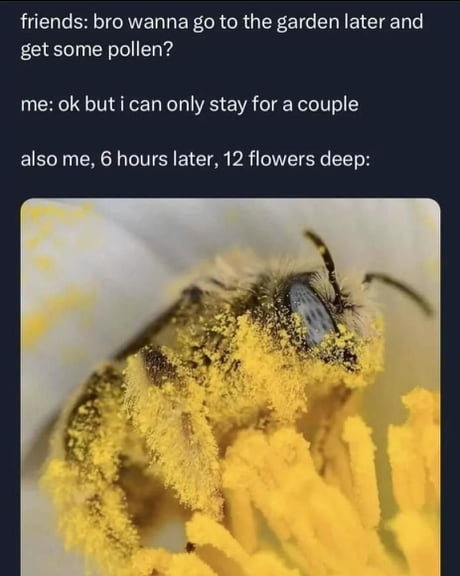 Best Funny bees Memes - 9GAG