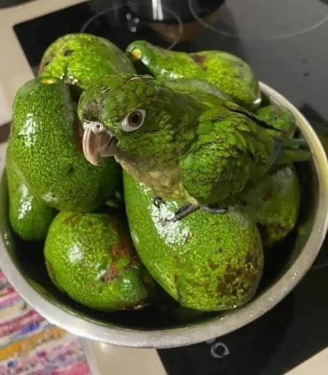 Best Funny parrot Memes - 9GAG
