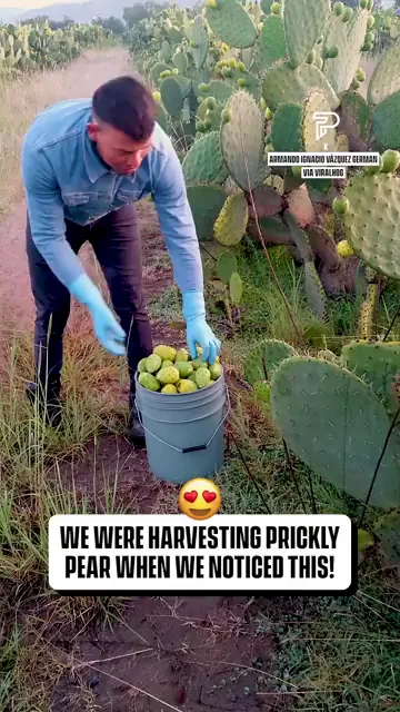 Cactus Man Memes