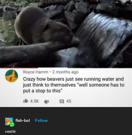 Memes Beaver