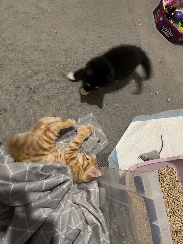 Boop & Beans day 3, abject chaos! - 9GAG