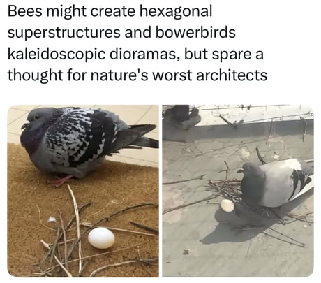 Memes Pigeon