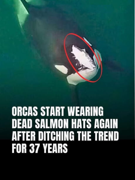 Best Funny orca Memes - 9GAG