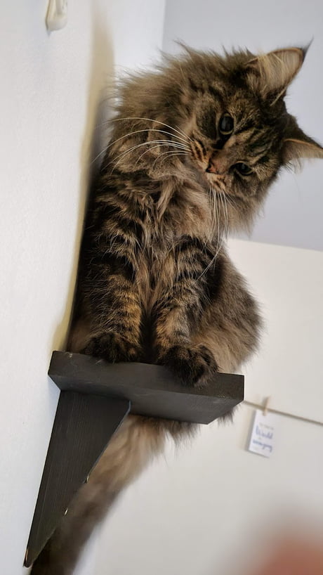 Best Funny norwegian forest cat Memes - 9GAG