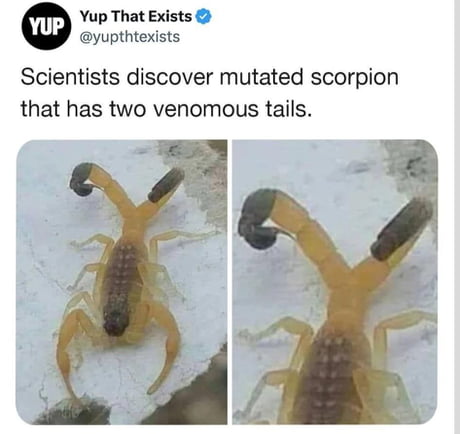 Best Funny scorpion Memes - 9GAG