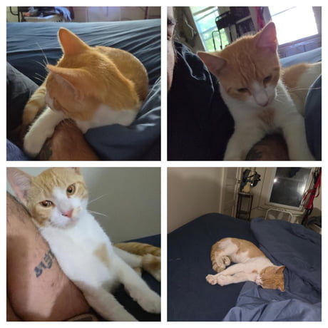 Best Funny cat distribution system Memes - 9GAG