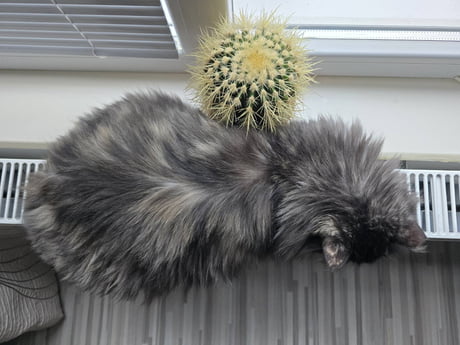 Best Funny cactus Memes - 9GAG