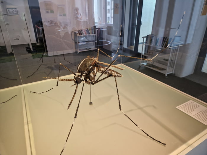 Boss Encounter: El Mosco - 9GAG