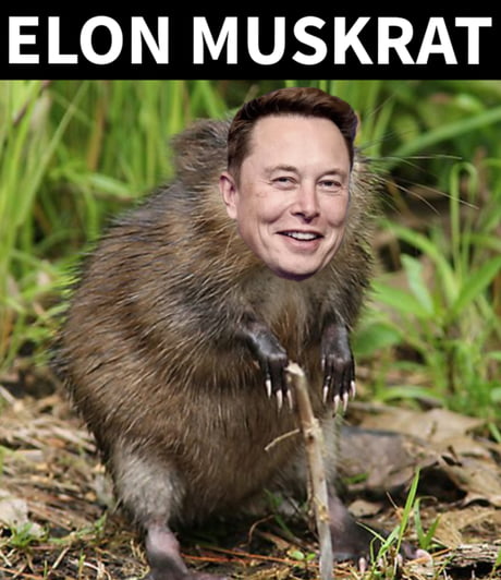 Best Funny muskrat Memes - 9GAG