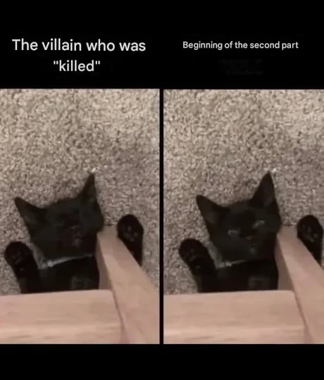 100+ Cat memes, GIFs, Videos and more