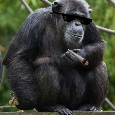 Smoking Monkey Meme