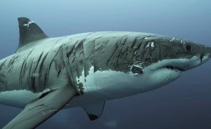 The Incredible Battle Scars Of This Great White Shark 9gag
