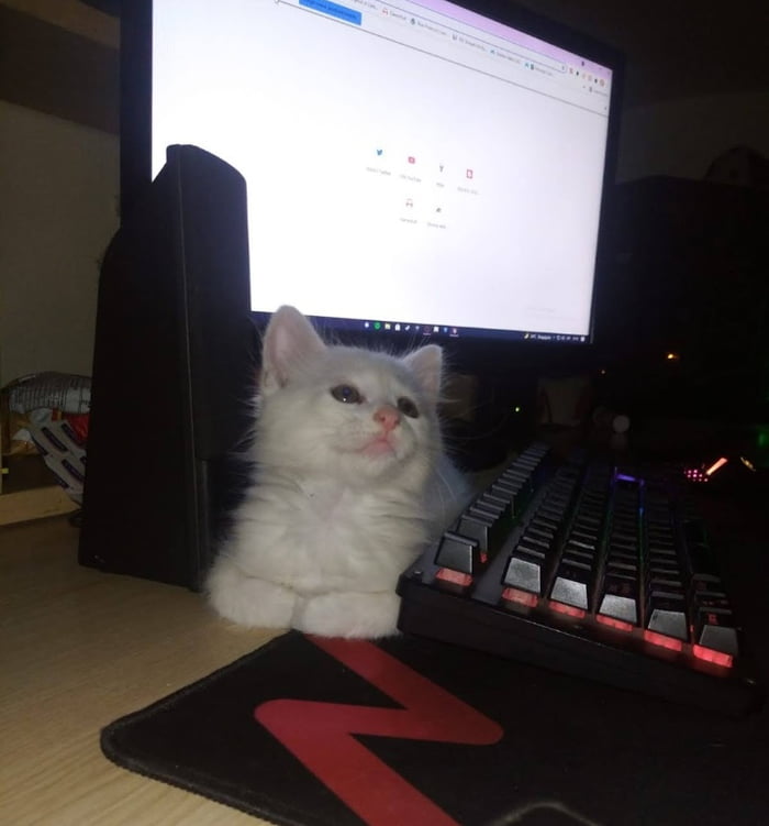 Winston Likes To Lie Down Next To The Keyboard 9GAG Winston Likes To Lie Down Next To The Keyboard 9GAG