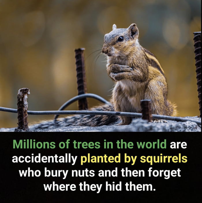 Squirrels - 9GAG