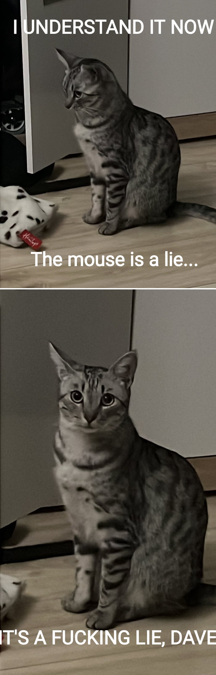 Existential cat - 9GAG