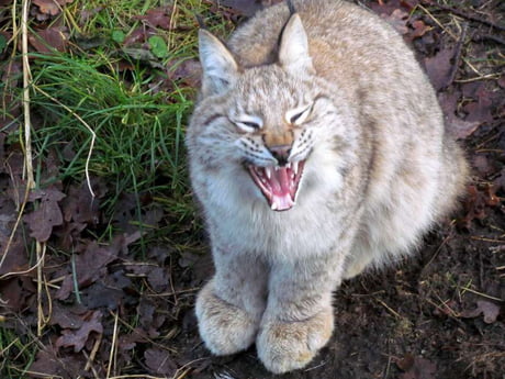 Best Funny lynx Memes - 9GAG