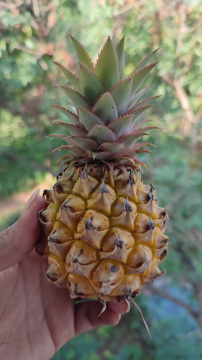 Take a break from the propoganda and look at this tiny pineapple I grew in my garden - 9GAG