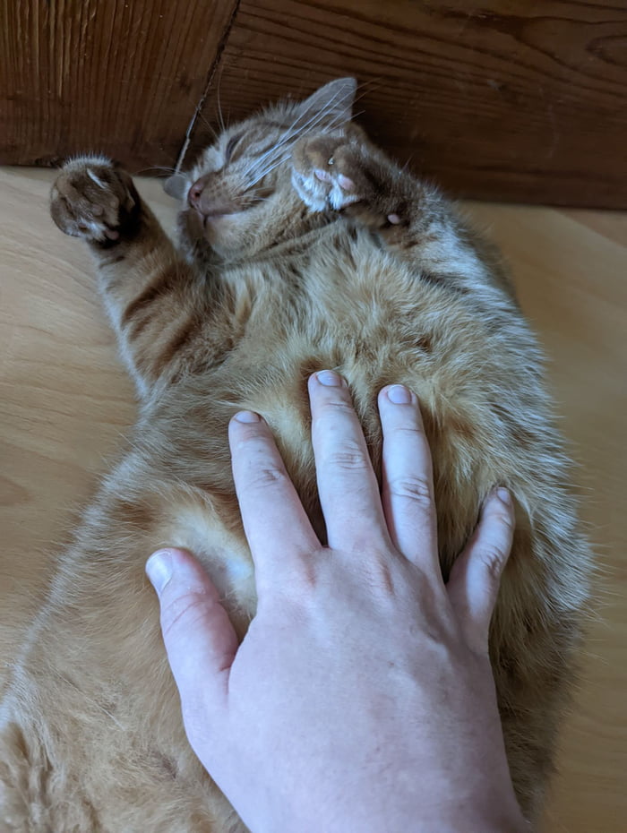 The forbidden pets - 9GAG