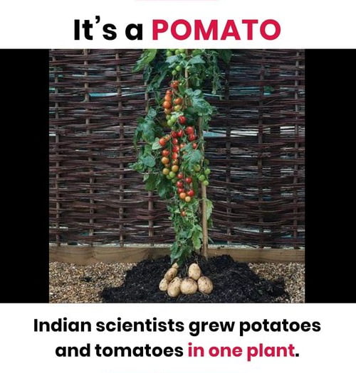 POMATO plant - 9GAG