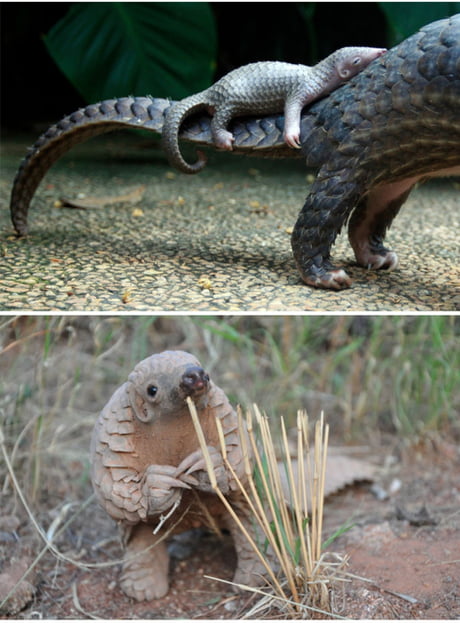 Baby Pangolin Memes Pangolin Facts And Photos
