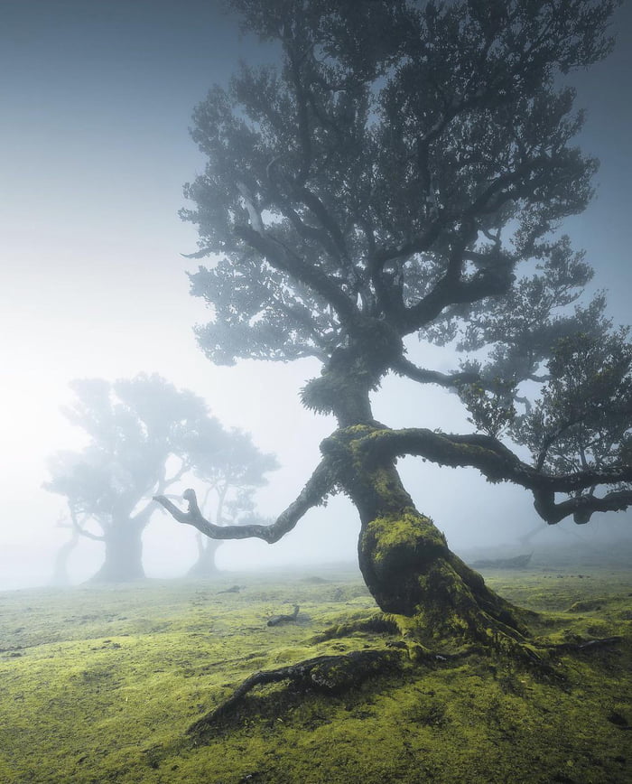 This tree seems alive and is growing towards the light - 9GAG