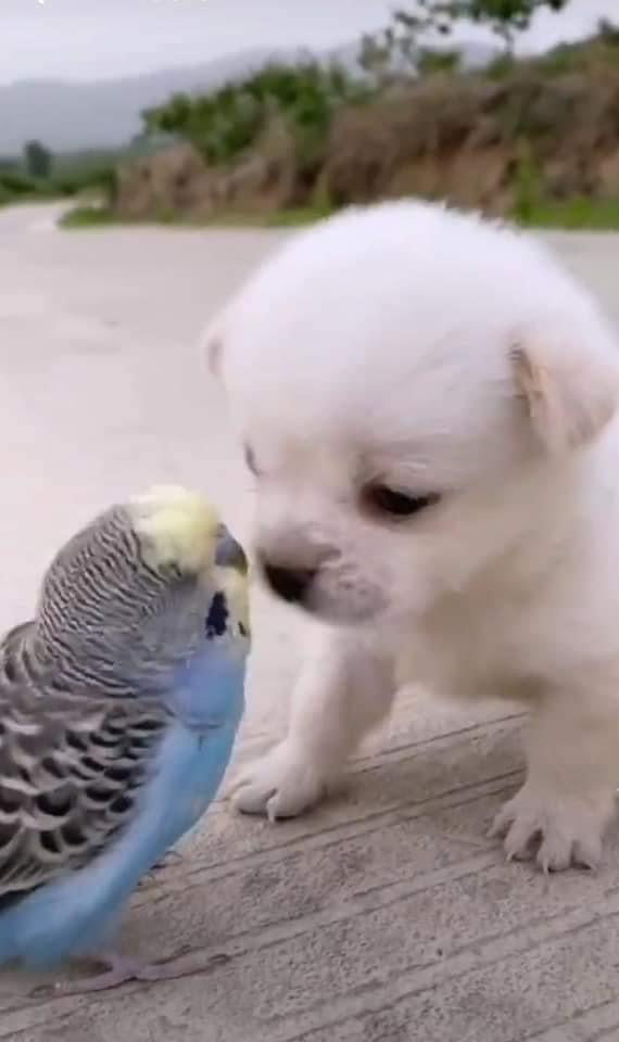 Explain your smolness - 9GAG