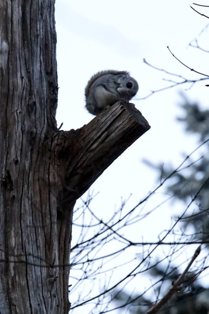 Japanese Photographers Share Photos Of Chonky Siberian Flying Squirrels ...