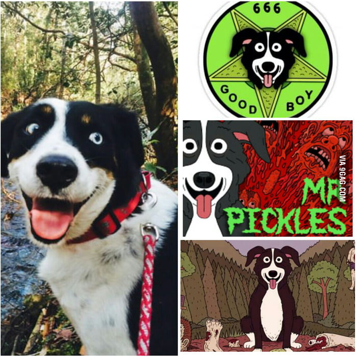 The truth about this dog !!!! real life Mr.Pickles - 9GAG