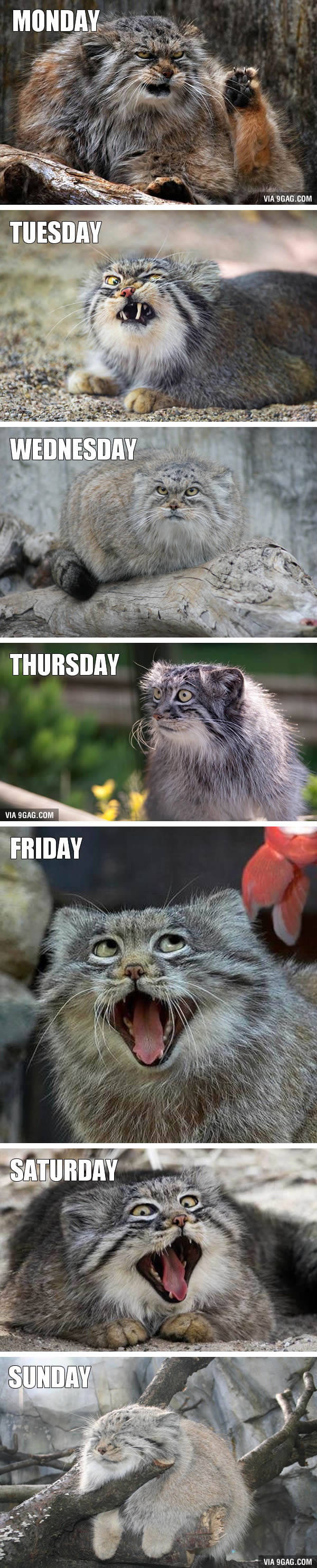 Every single week - 9GAG
