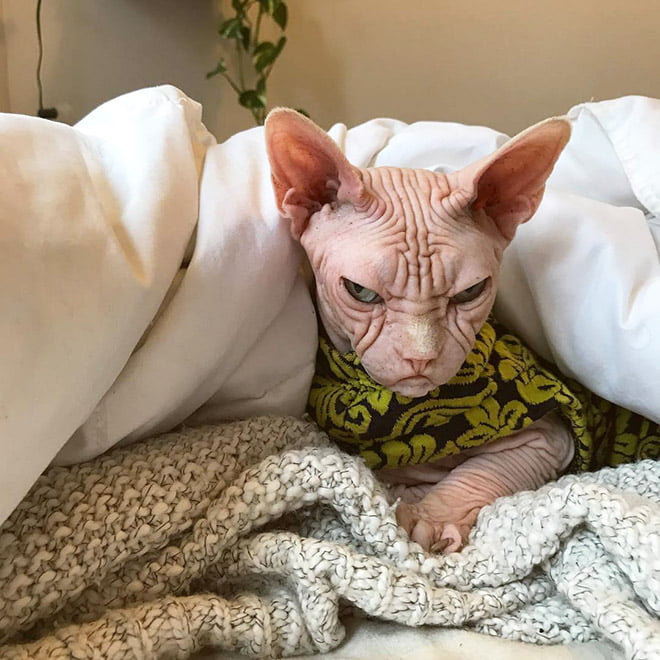 Meet Loki: The World’s Grumpiest Sphynx Cat - 9GAG
