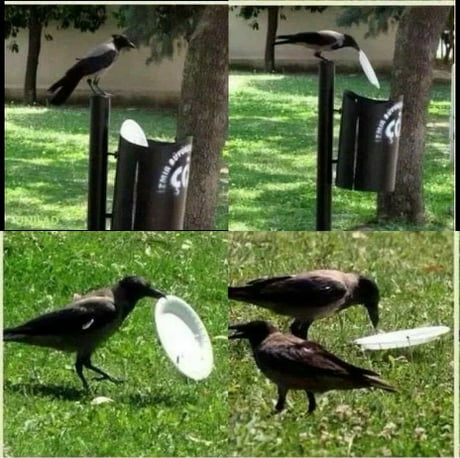 Evil Crow Memes