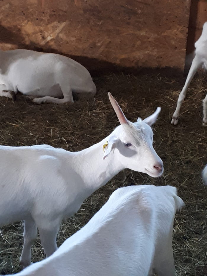 Unigoat - 9GAG
