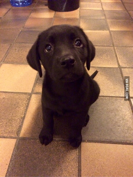 Black Lab Puppy 9 Weeks