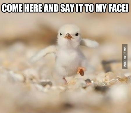 Angry Chick Memes Sinar Eco Resort Angry Chicken In The House!