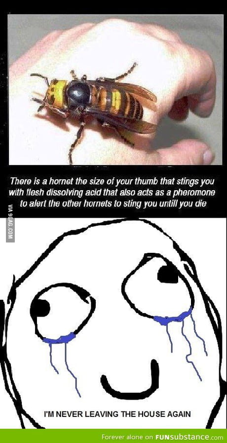 Japanese Hornet Memes Angry Asian Murder Hornets (2020) IMDb