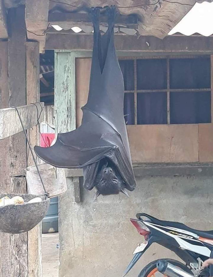 The giant golden-crowned flying fox, also known as the golden-capped ...