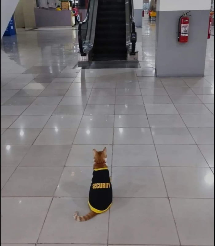 She's on high alert - 9GAG